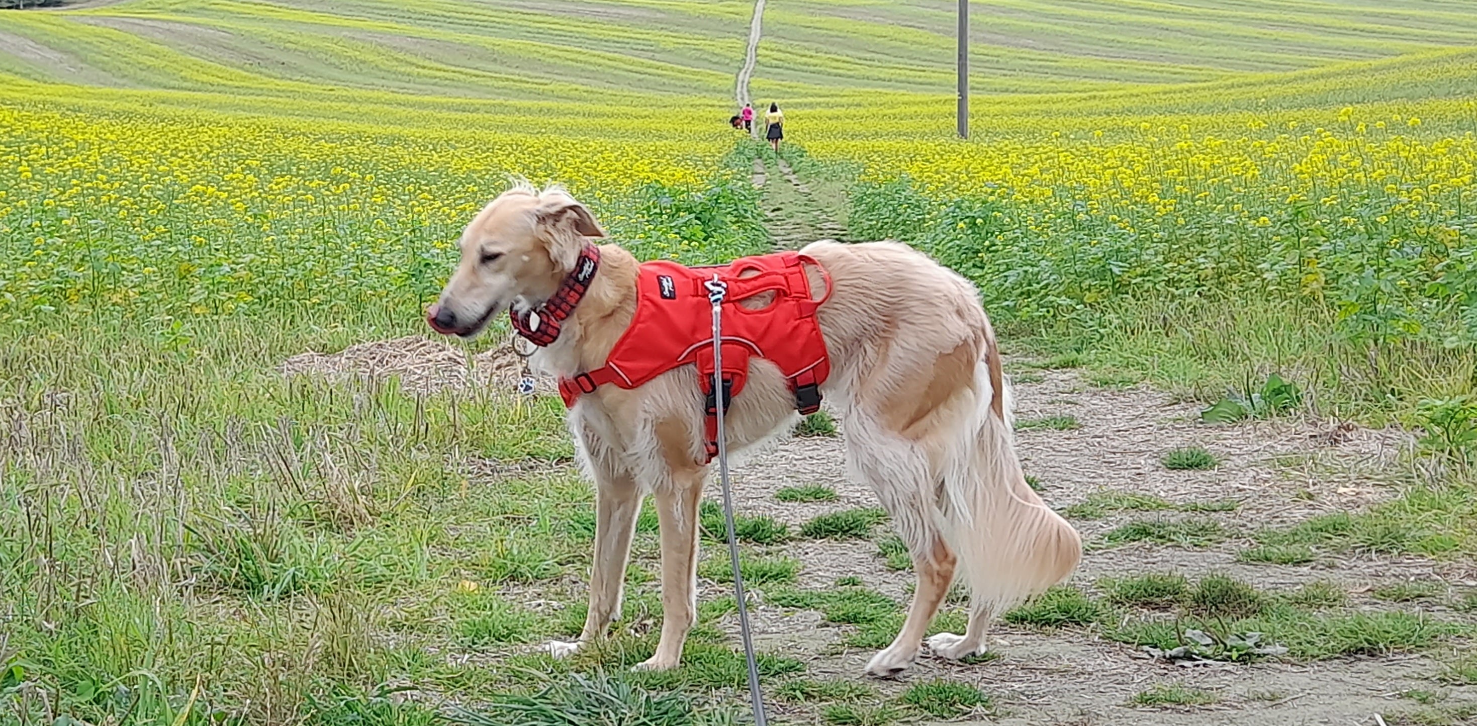 Training Your Sighthound To Wear A Harness Snootiful Hound