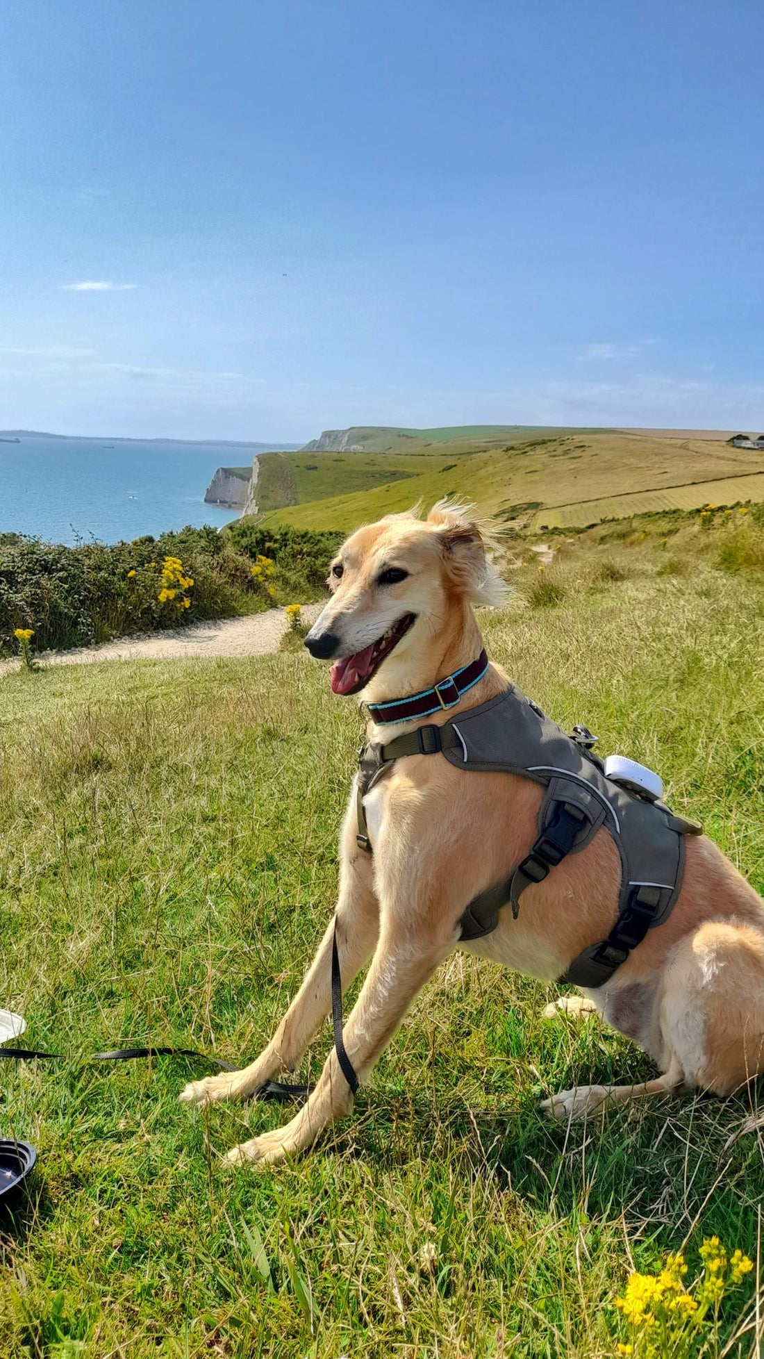 Snootiful Hound - A Brand For Sighthounds & Lurchers